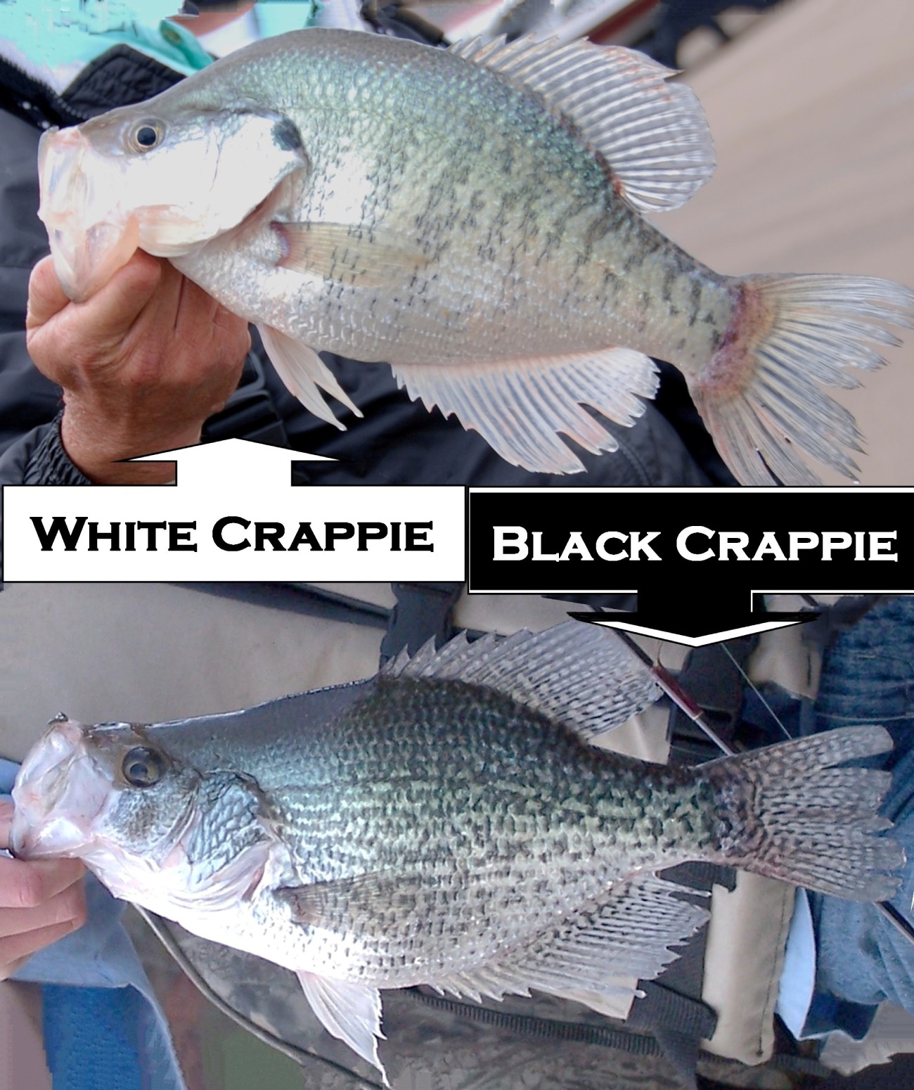 Black Crappie vs White Crappie | Mossy Oak
